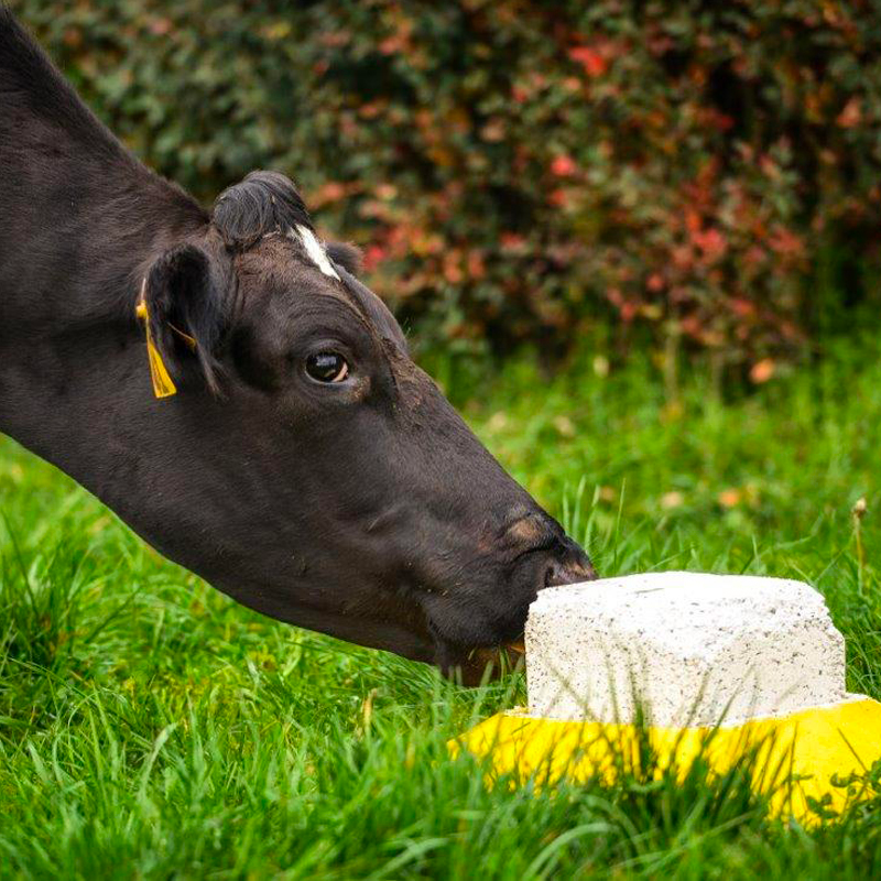 Seaweed Salt Blocks Boost Animal Health I AgriSea NZ