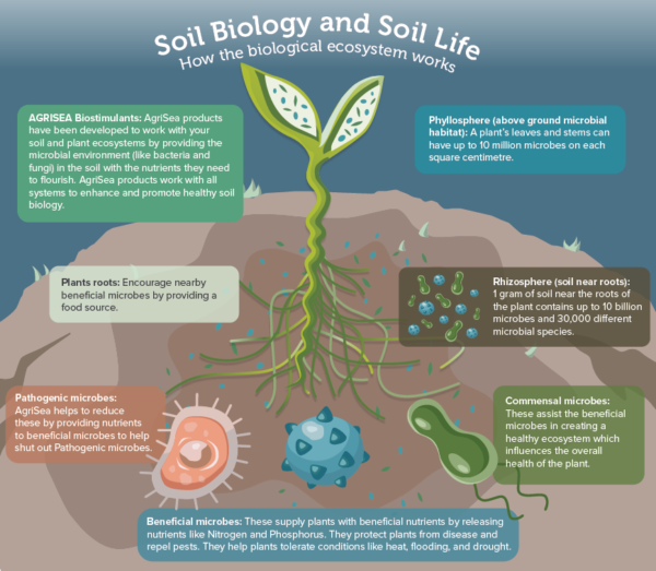 Seaweed Science - AgriSea NZ